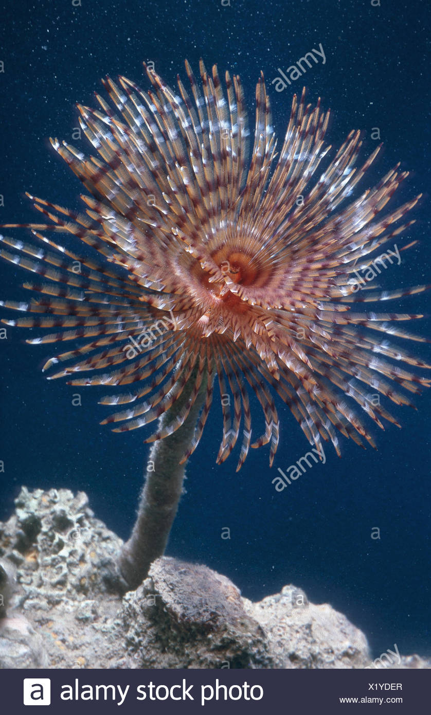 Feather Duster Worm Sabella Spallanzanii High Resolution Stock ...