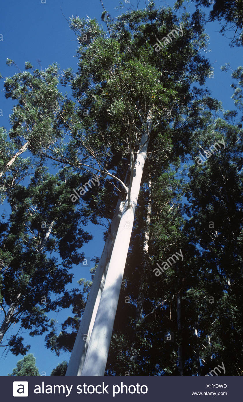 Gum Gum Trees High Resolution Stock Photography and Images - Alamy