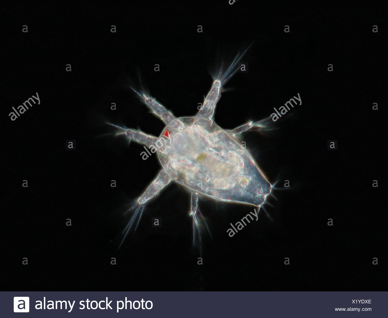 Mikroskopy High Resolution Stock Photography and Images - Alamy