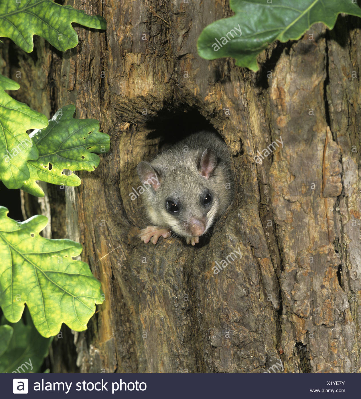 Vector Mouse High Resolution Stock Photography and Images - Alamy