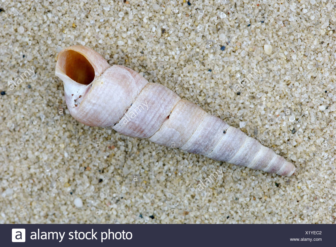 Tower Shell Snail Shell High Resolution Stock Photography and Images ...