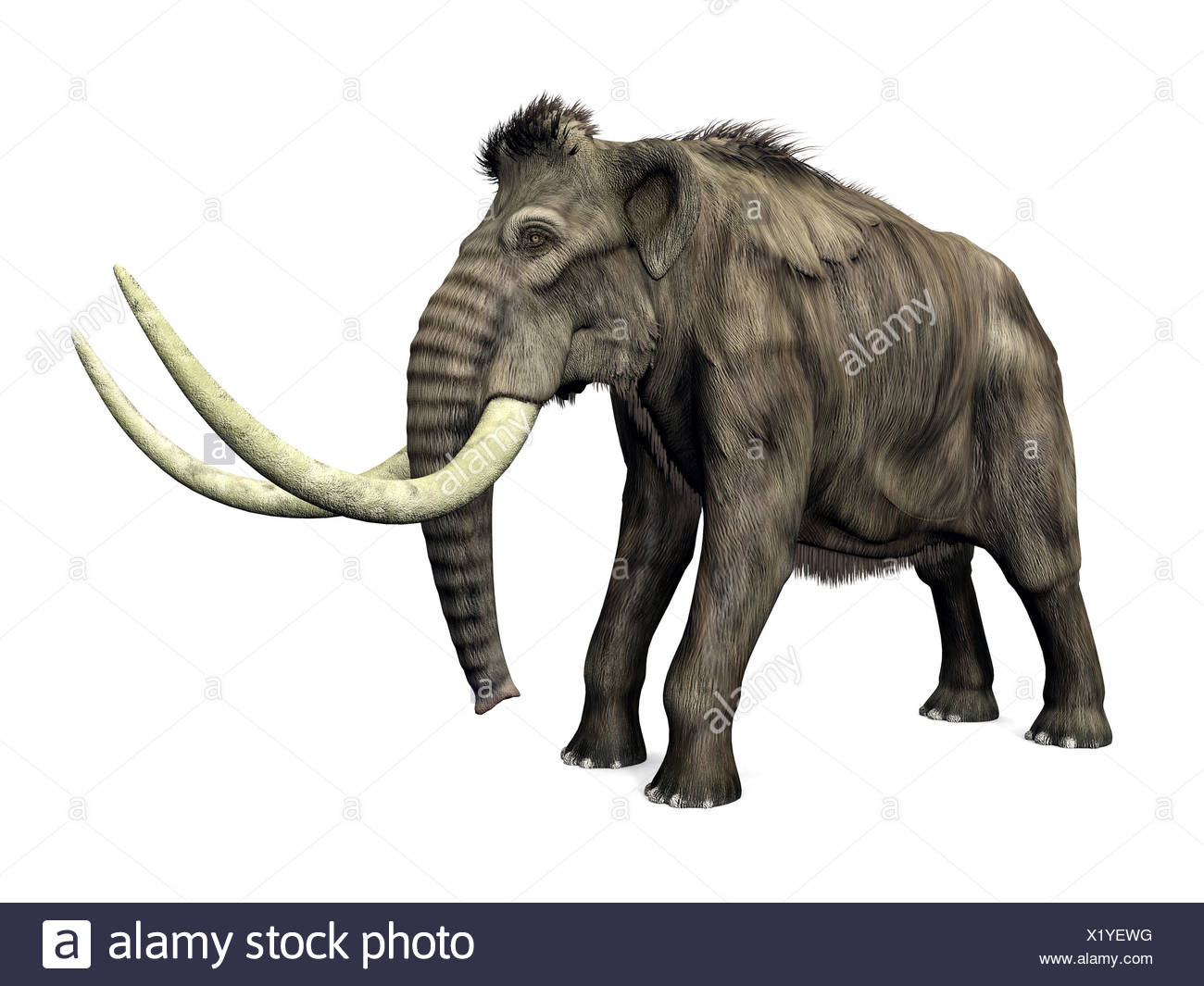 Mammuts High Resolution Stock Photography and Images - Alamy