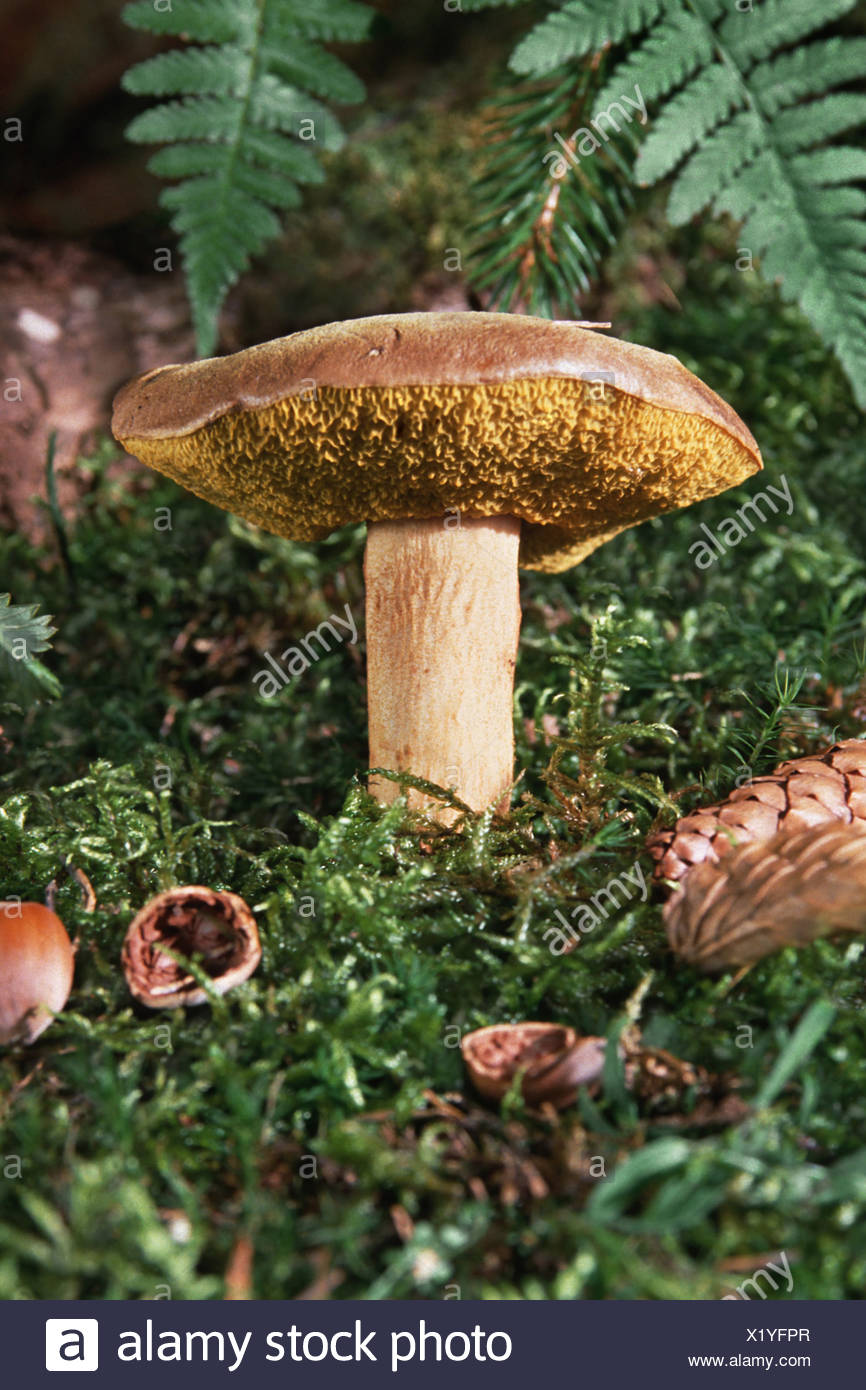 Yellow Cracked Bolete High Resolution Stock Photography and Images - Alamy