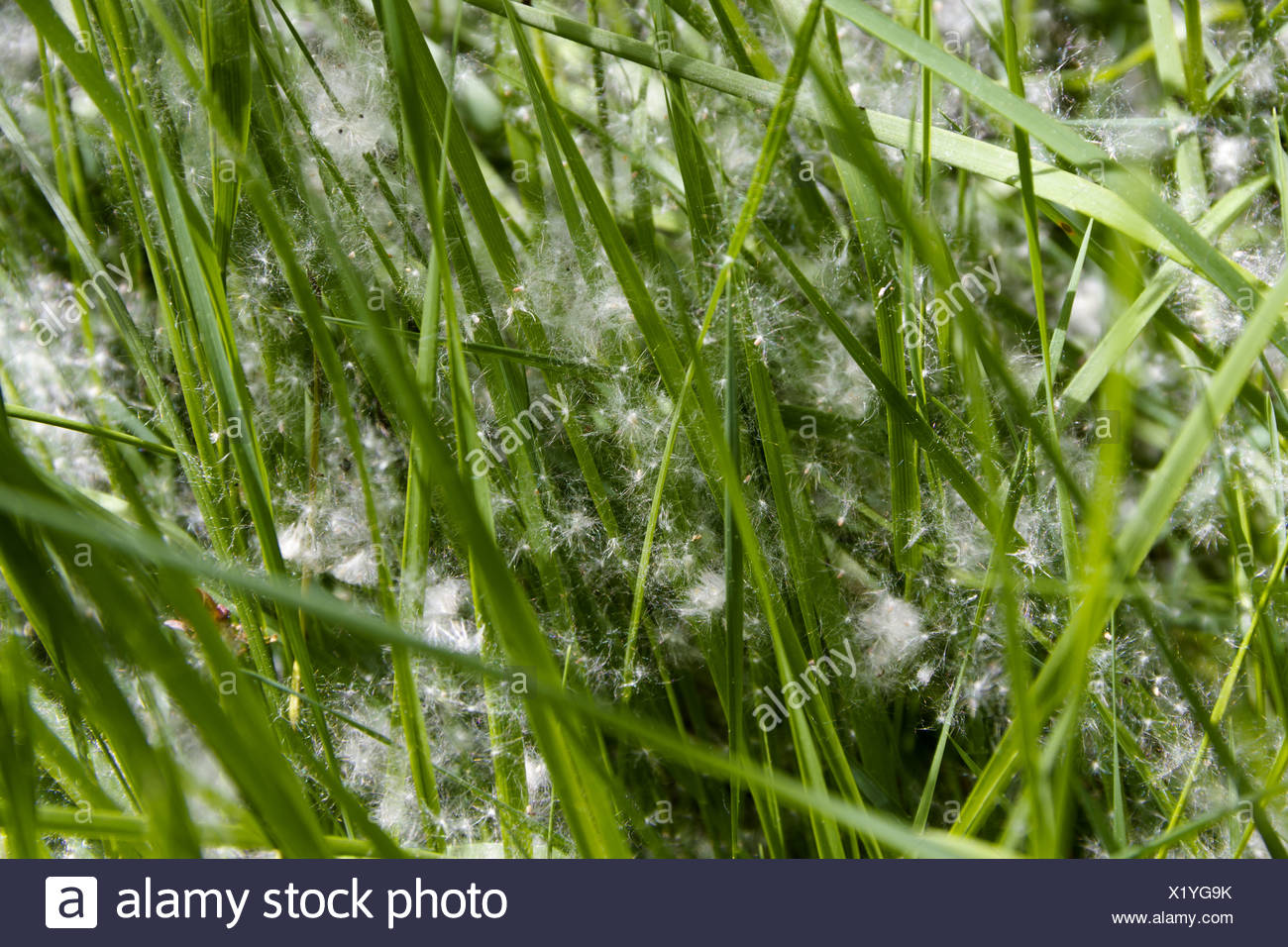 Poplar Seeds High Resolution Stock Photography and Images - Alamy