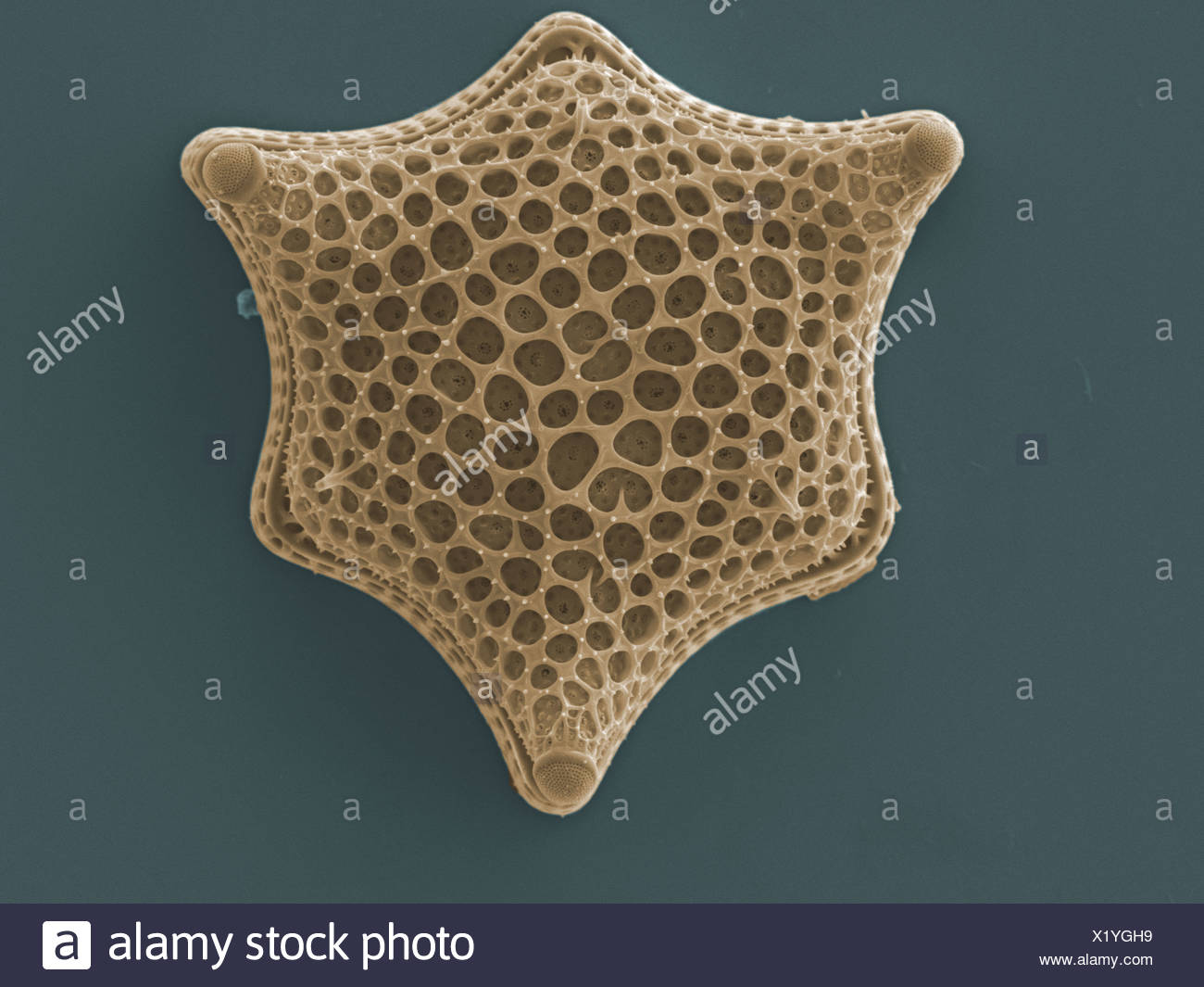 Diatom Sem High Resolution Stock Photography and Images - Alamy