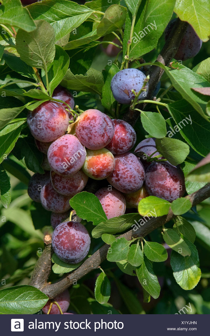 European Plum Prune Prunus Domestica Stock Photos & European Plum Prune ...