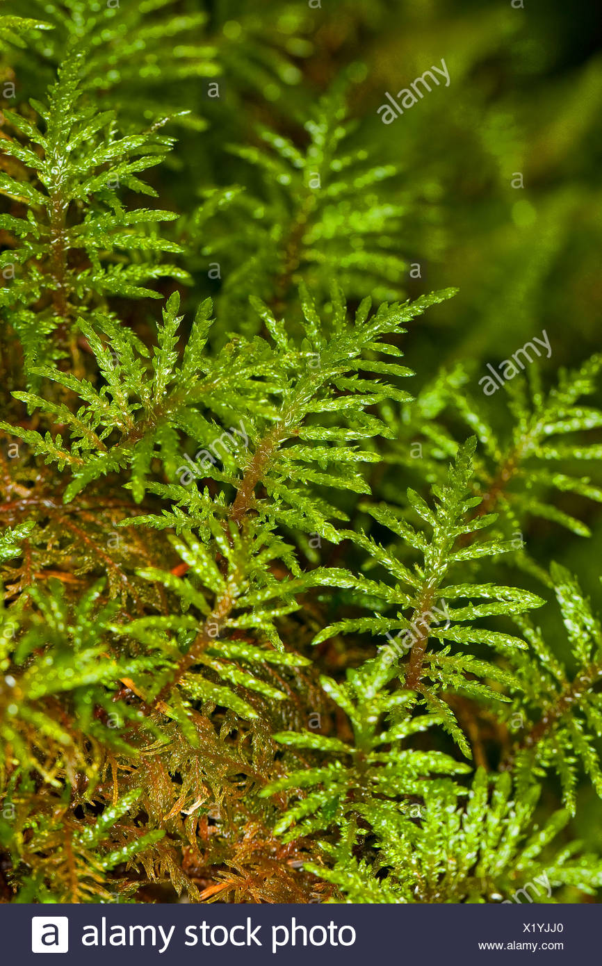 Step Moss Stock Photos & Step Moss Stock Images - Alamy