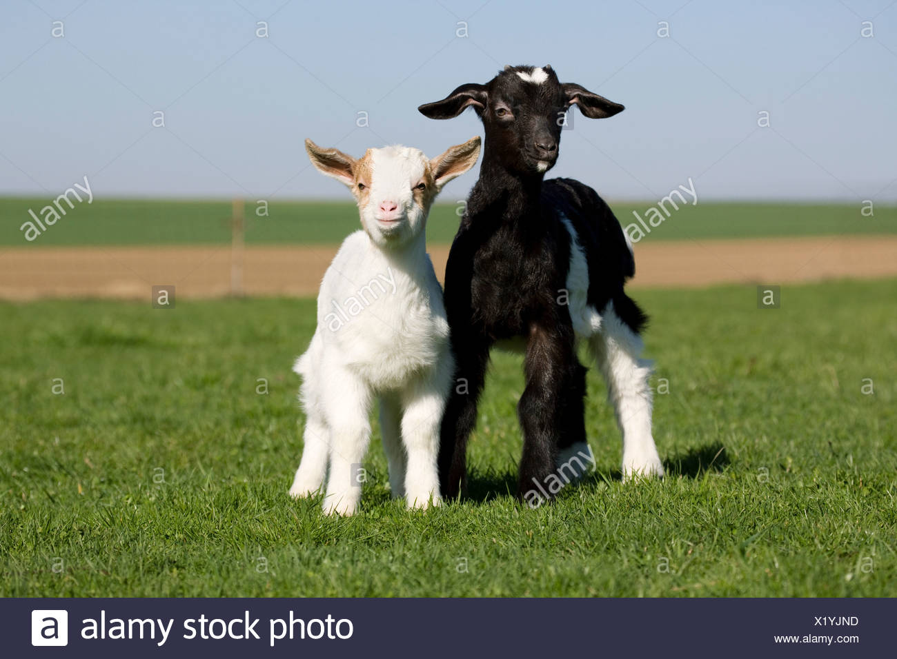 Animals For Kids High Resolution Stock Photography and Images - Alamy