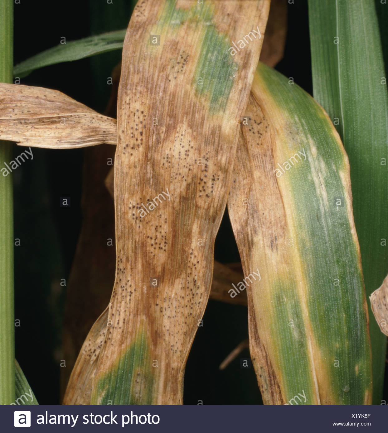 Septoria Tritici Septoria Tritici High Resolution Stock Photography and ...