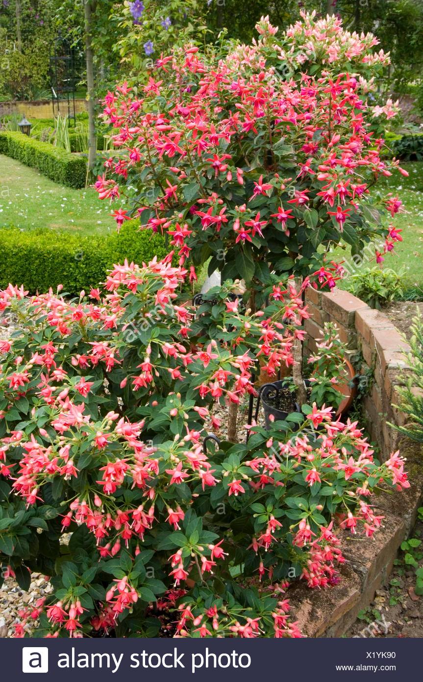 Standard Fuchsia High Resolution Stock Photography and Images - Alamy