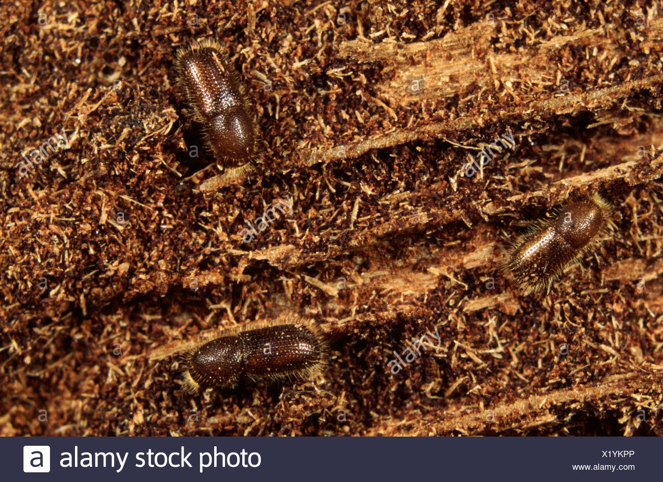 Ambrosia Beetle High Resolution Stock Photography and Images - Alamy