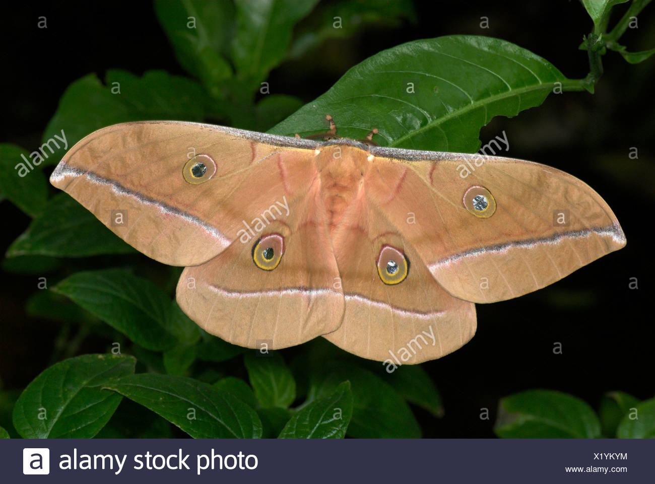 Antheraea Pernyi Stock Photos & Antheraea Pernyi Stock Images - Alamy