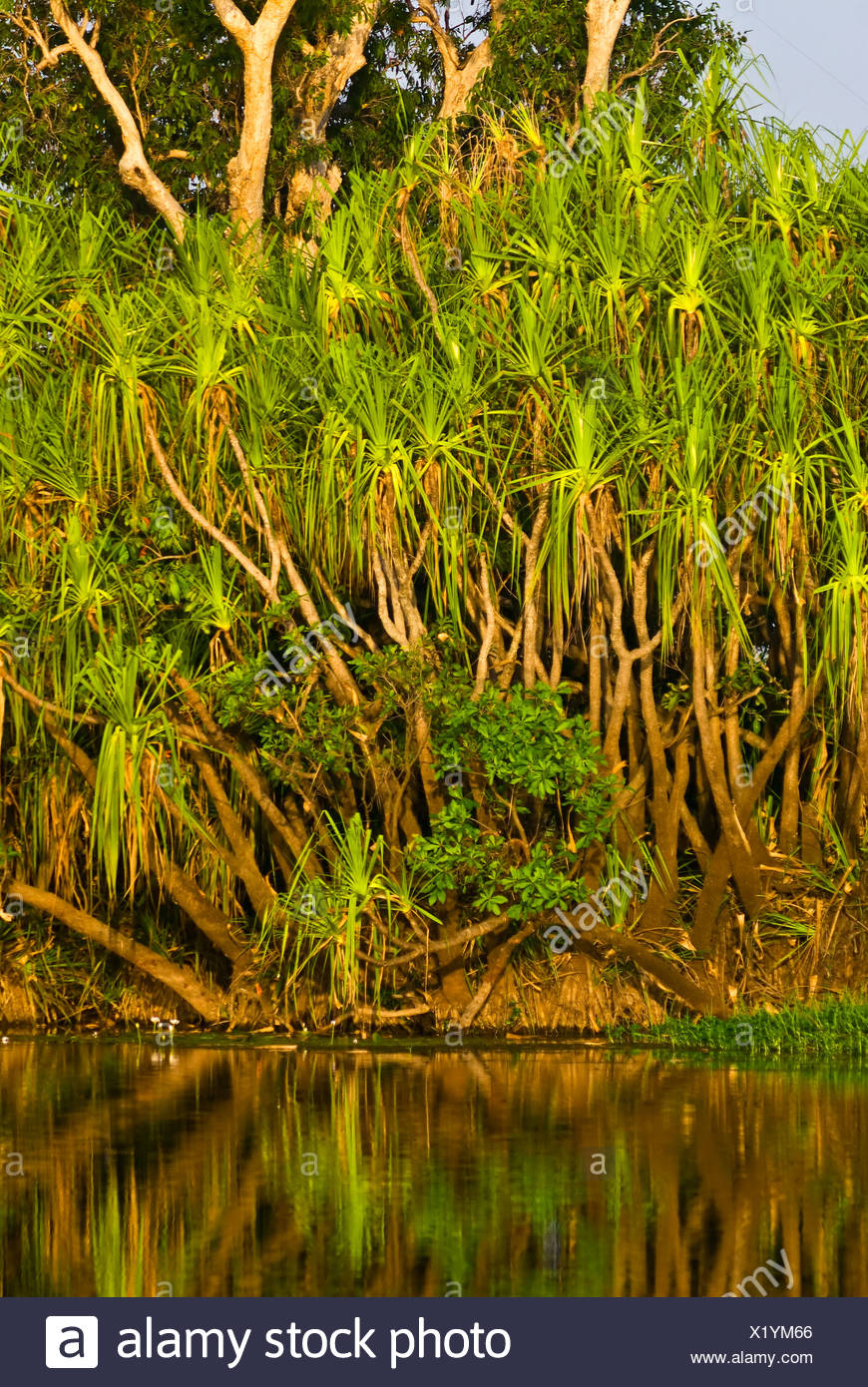 Pandanus Northern Territory Stock Photos & Pandanus Northern Territory ...