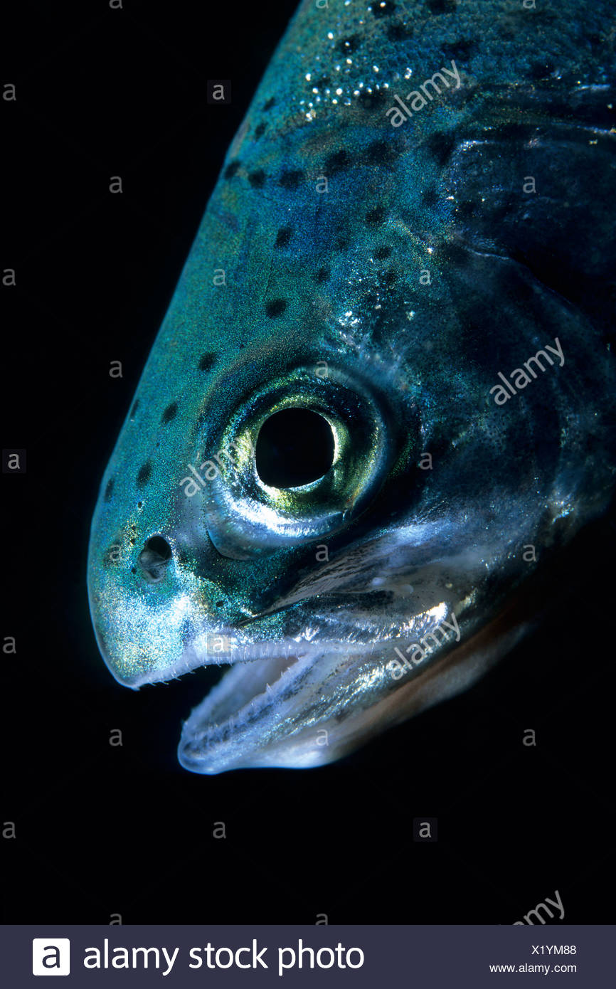 Trout Face High Resolution Stock Photography and Images - Alamy