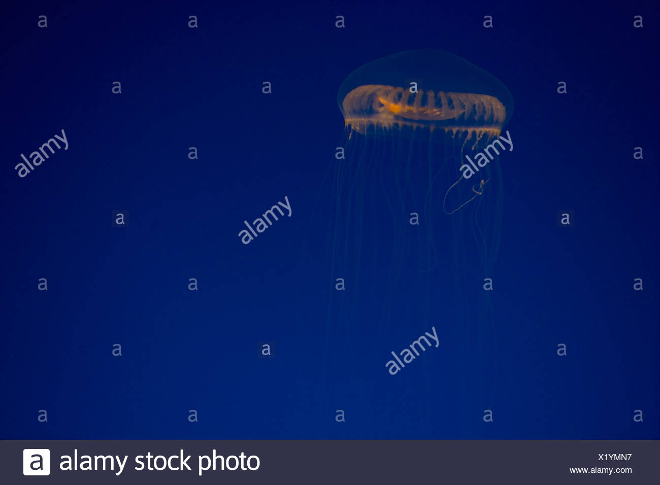 Chironex Fleckeri High Resolution Stock Photography and Images - Alamy