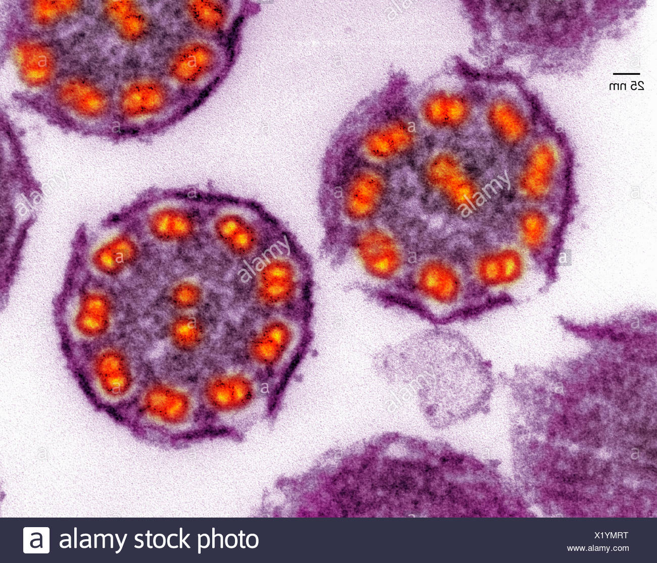 Cilia Electron Micrograph High Resolution Stock Photography and Images ...