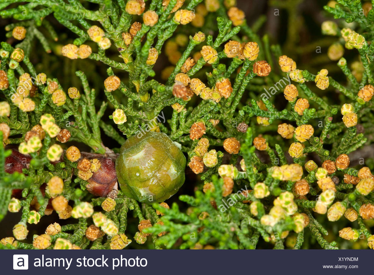 Conifers Cone Flower High Resolution Stock Photography and Images - Alamy