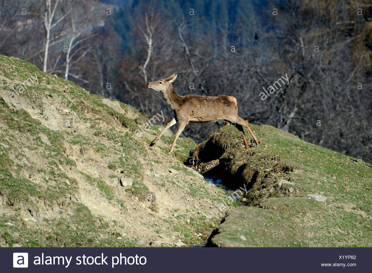 Phloem High Resolution Stock Photography and Images - Alamy