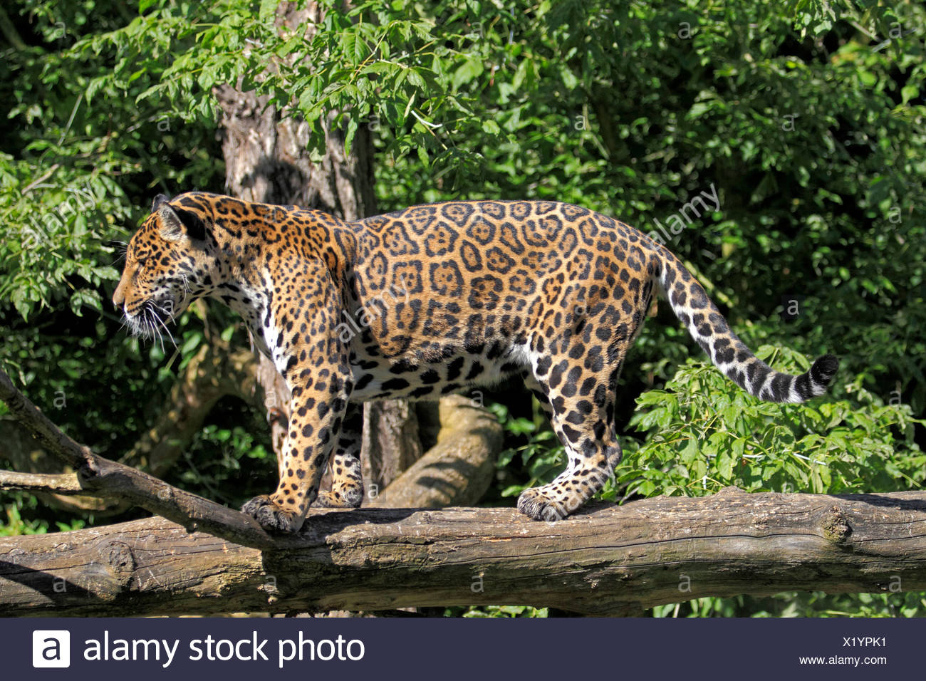 Panthera Onca Tree High Resolution Stock Photography and Images - Alamy