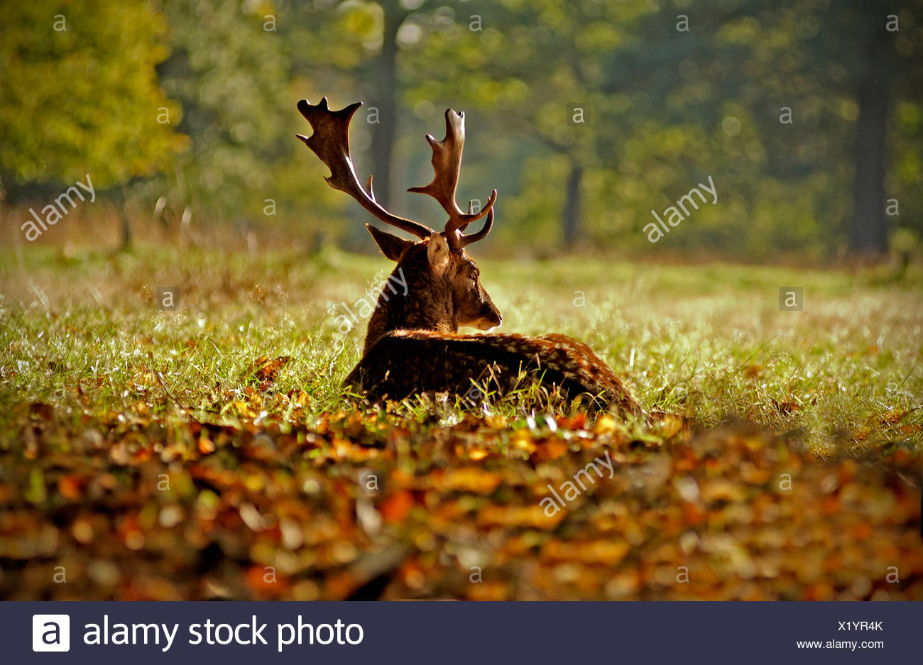 Deer Sitting Stock Photos & Deer Sitting Stock Images - Alamy