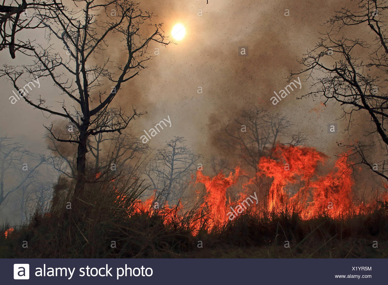 Slash And Burn Cultivation High Resolution Stock Photography and Images ...