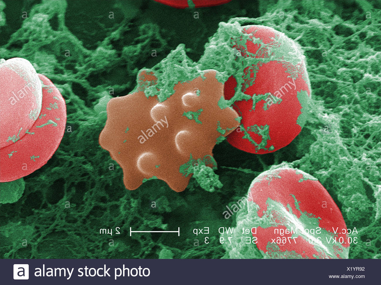 Red Blood Cell Sem High Resolution Stock Photography and Images - Alamy