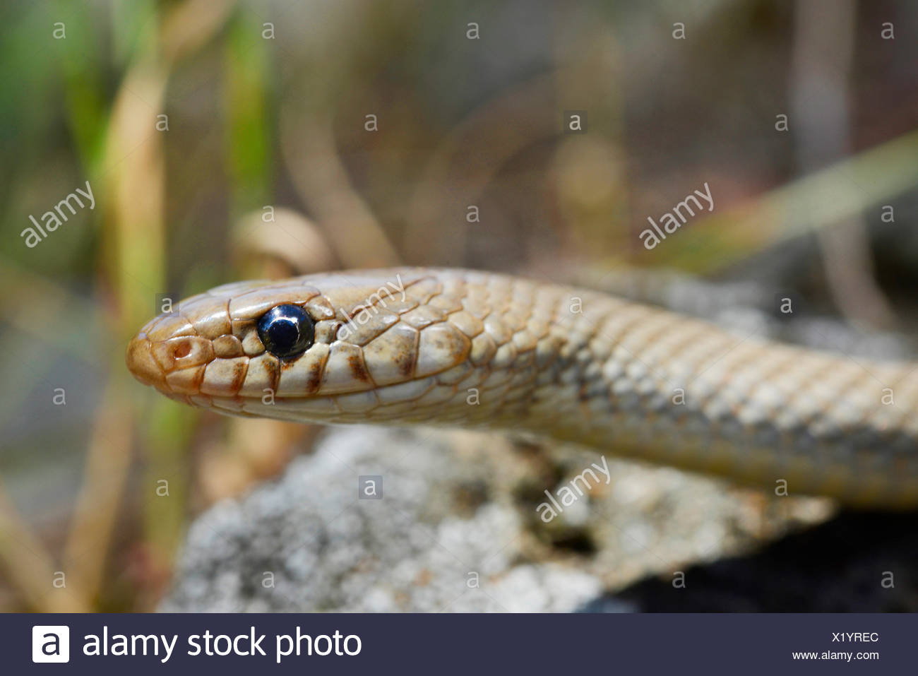 Dwarf Snake High Resolution Stock Photography and Images - Alamy