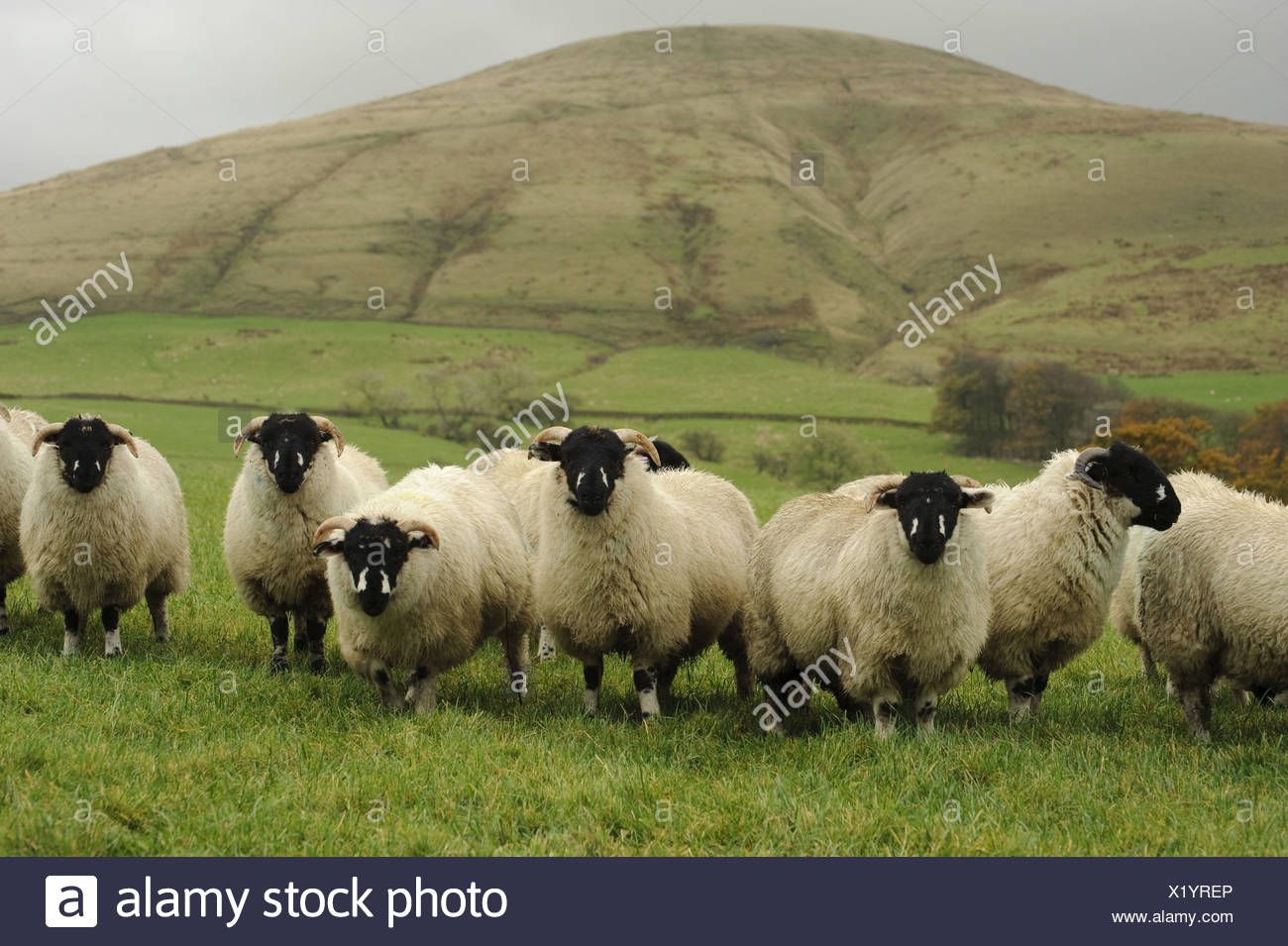 Lonk Sheep Stock Photos & Lonk Sheep Stock Images - Alamy
