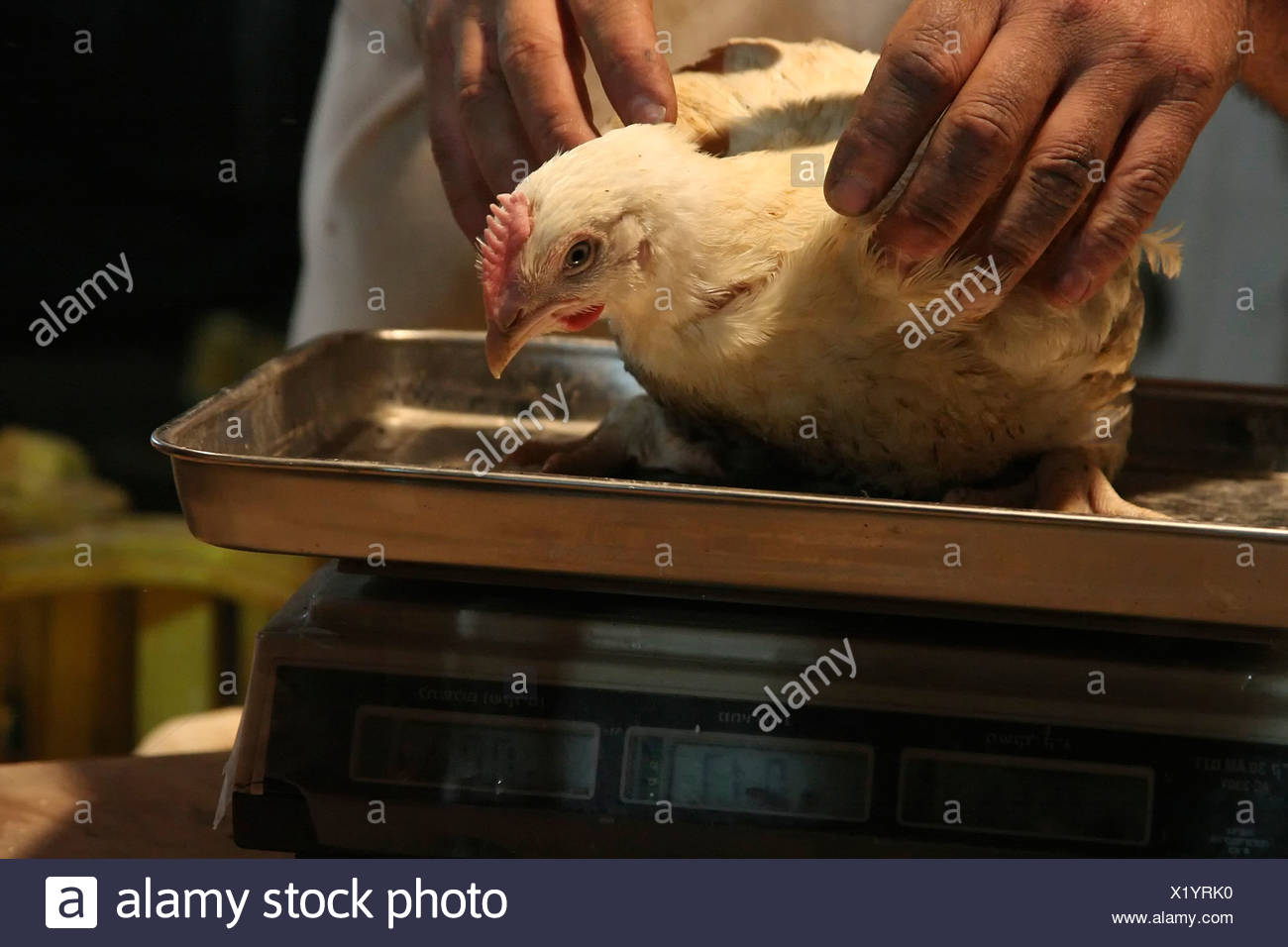 Chicken Before Slaughter High Resolution Stock Photography and Images ...