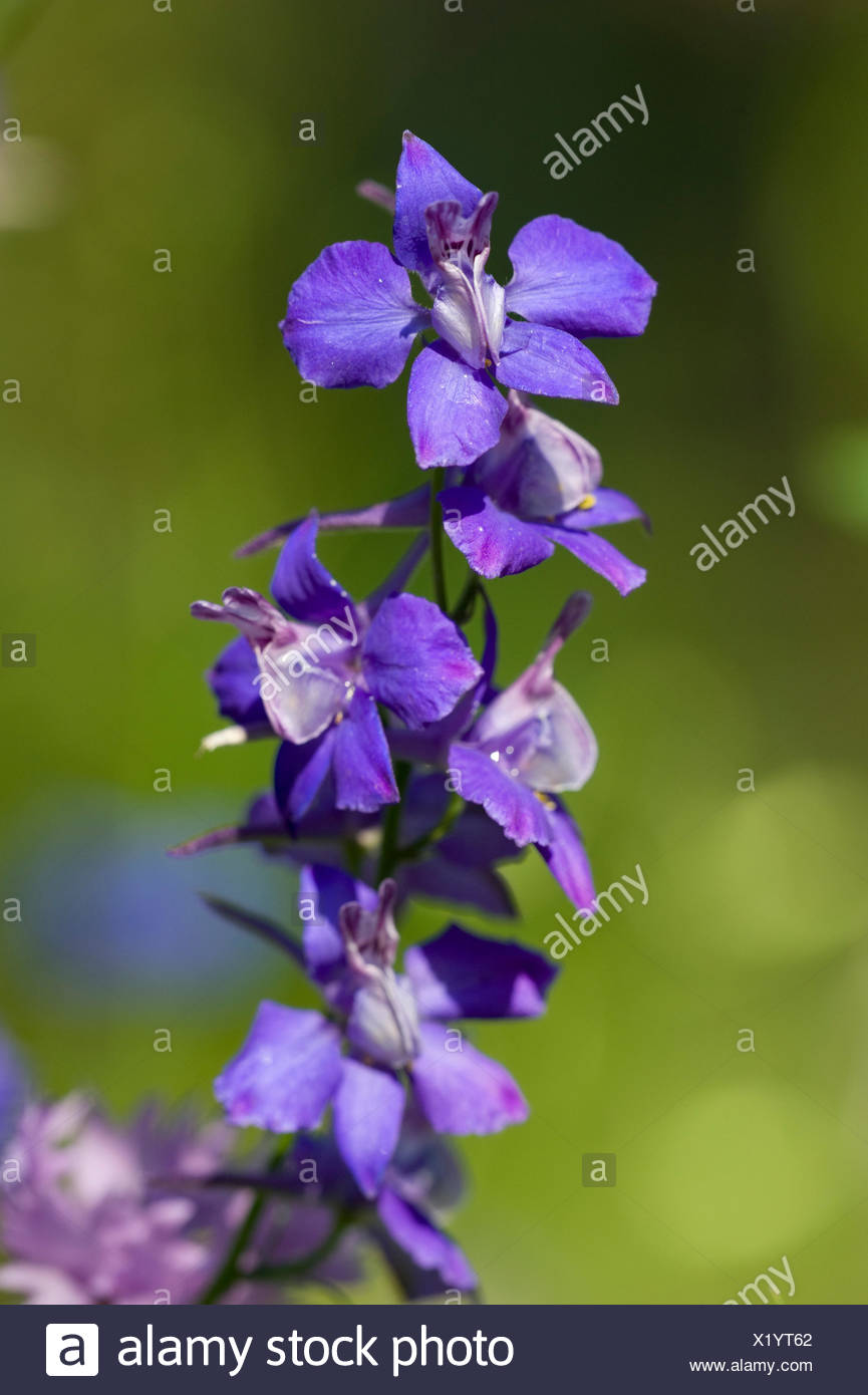 Delphinium Consolida Stock Photos & Delphinium Consolida Stock Images - Alamy