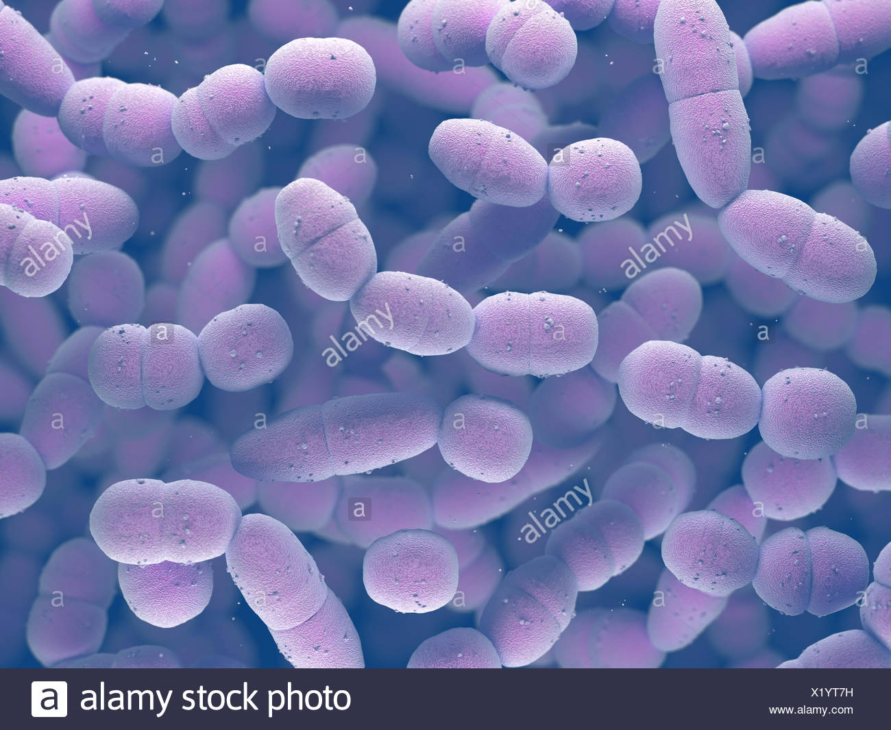 Streptococcus Pneumoniae Stock Photos & Streptococcus Pneumoniae Stock ...