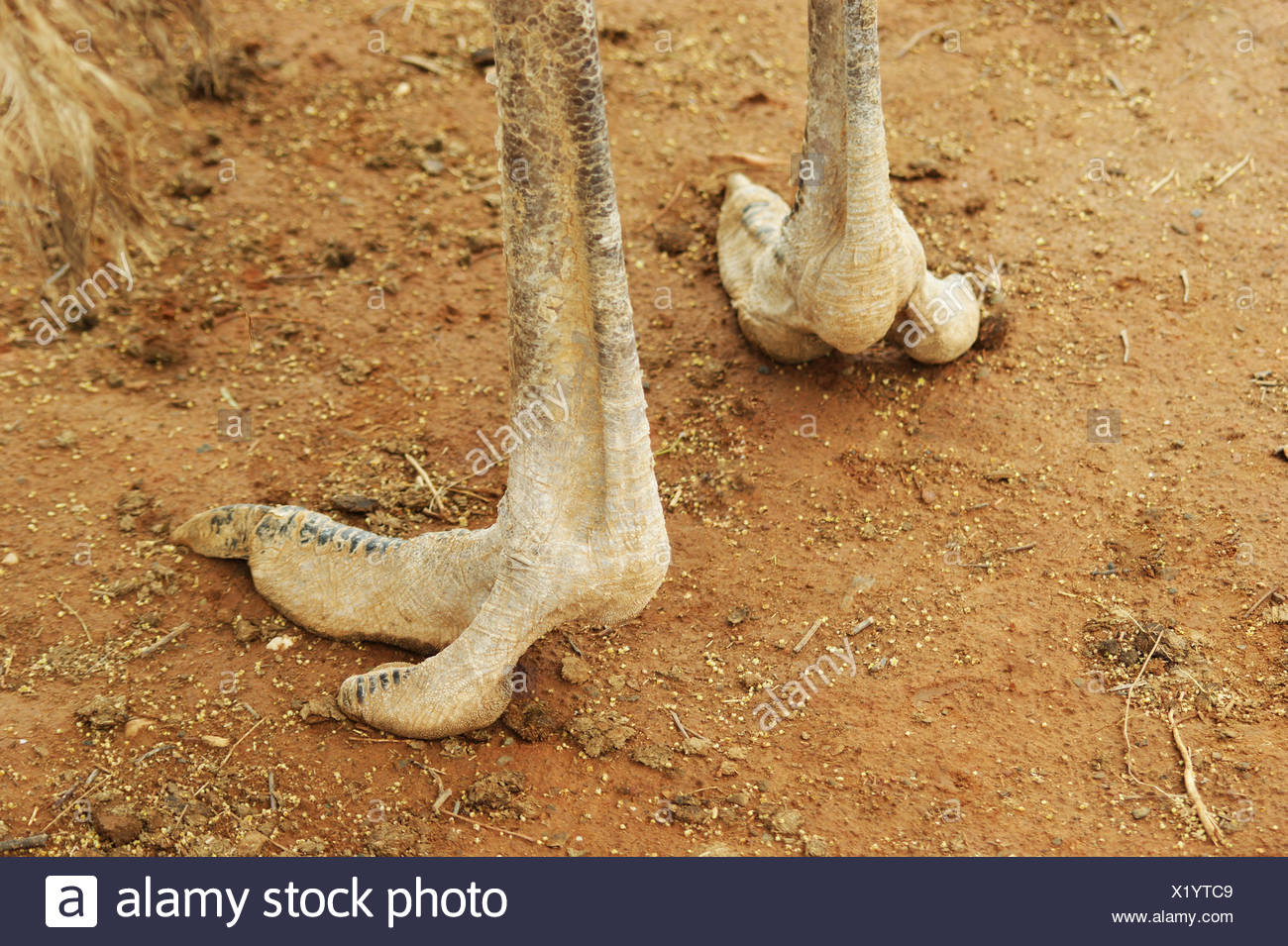 Emu Legs High Resolution Stock Photography and Images - Alamy