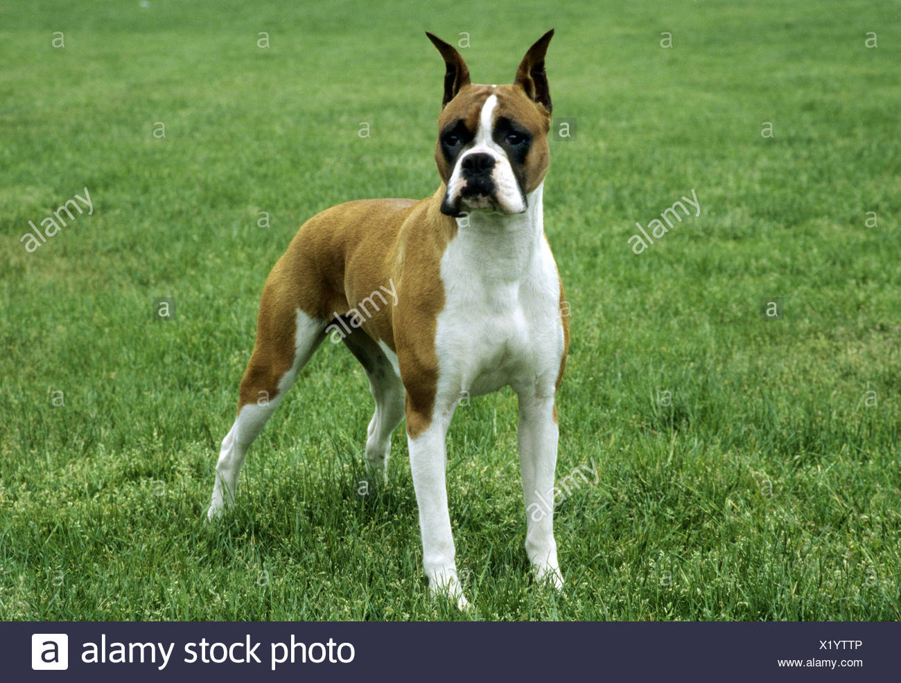 Boxer Dog Cropped Ears Stock Photos & Boxer Dog Cropped Ears Stock ...