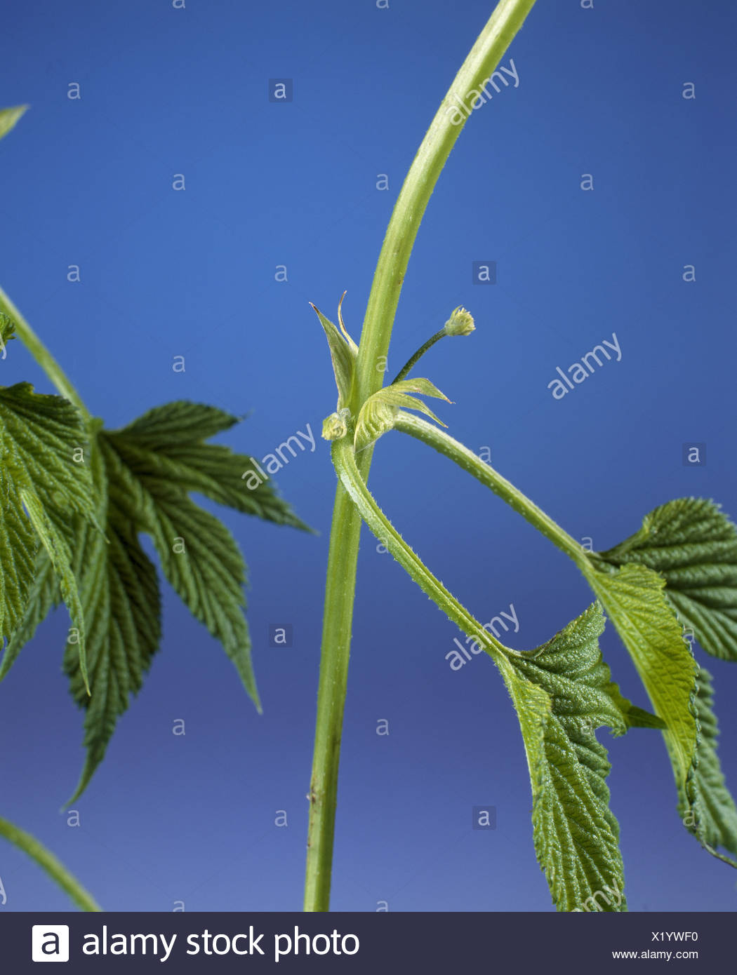 Leaf With Stipules Stock Photos & Leaf With Stipules Stock Images - Alamy