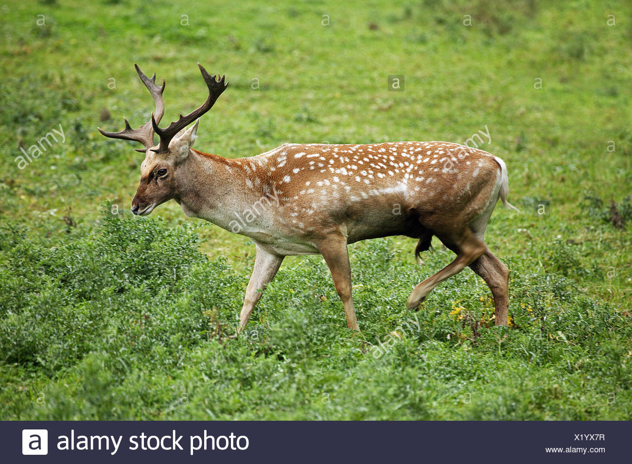Mesopotamian Persian Fallow Deer High Resolution Stock Photography and ...
