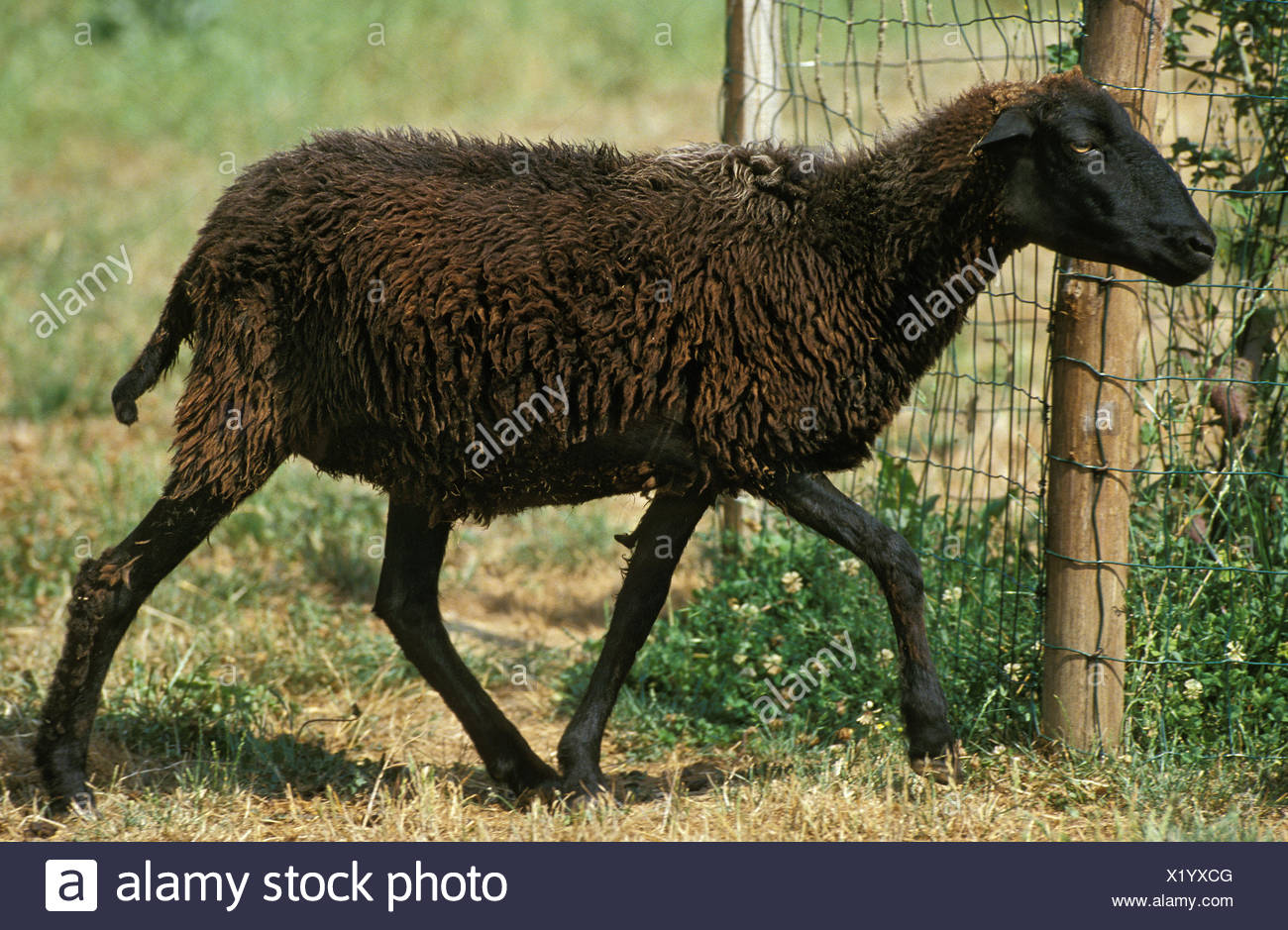 Female Animals Producing High Resolution Stock Photography and Images ...