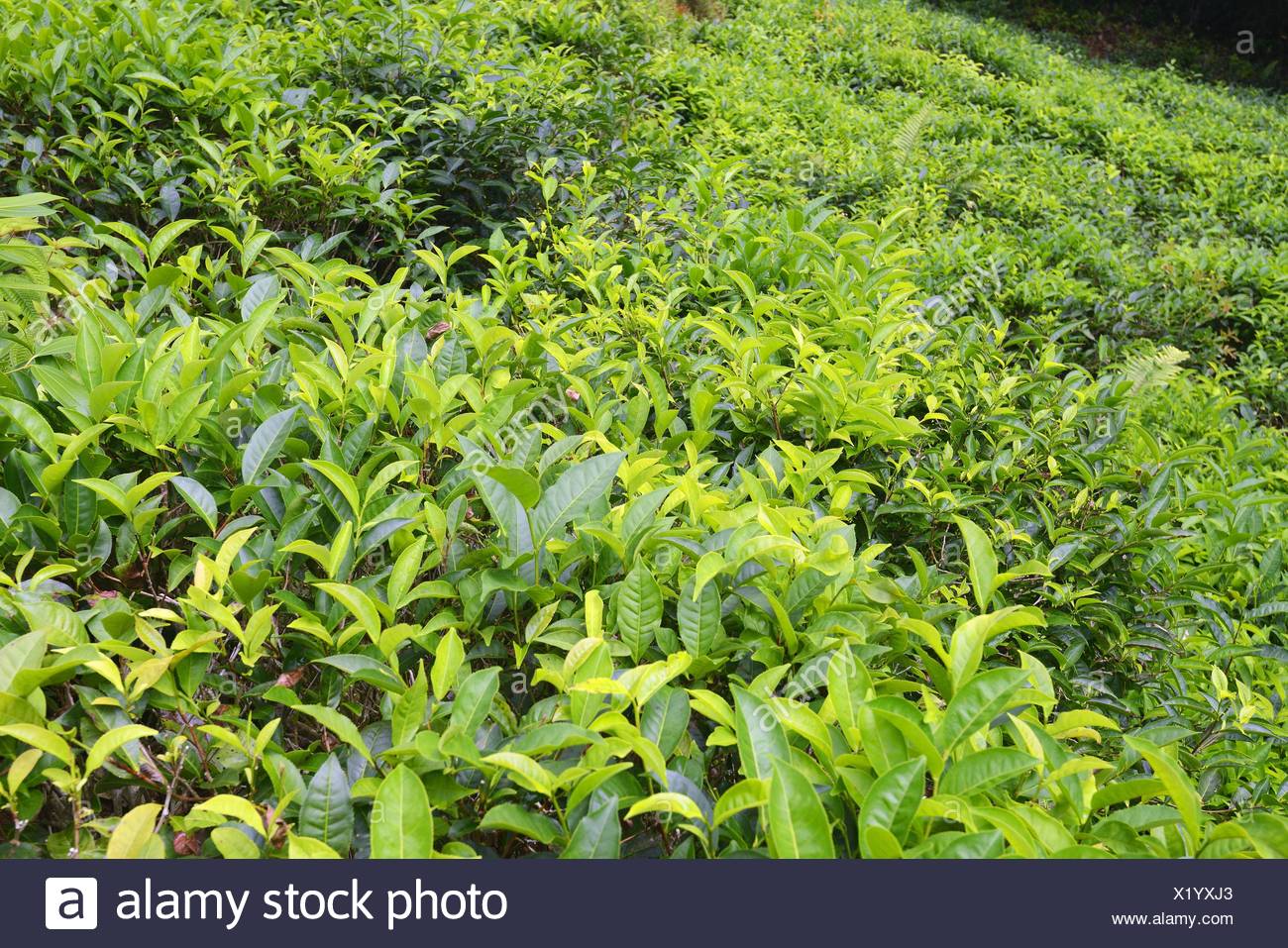 Tea Thea Sinensis Camellia Plant High Resolution Stock Photography and ...