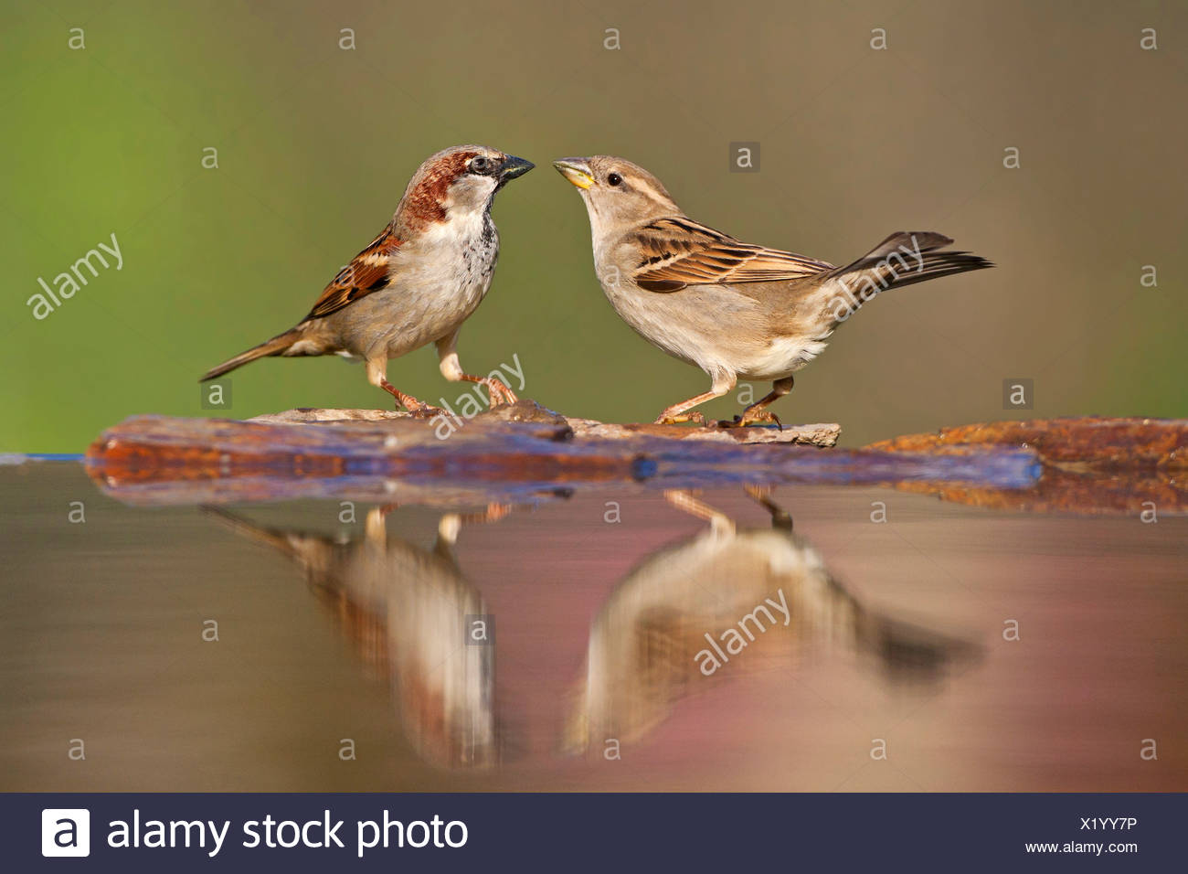 Male Female House Sparrows Passer Domesticus High Resolution Stock ...
