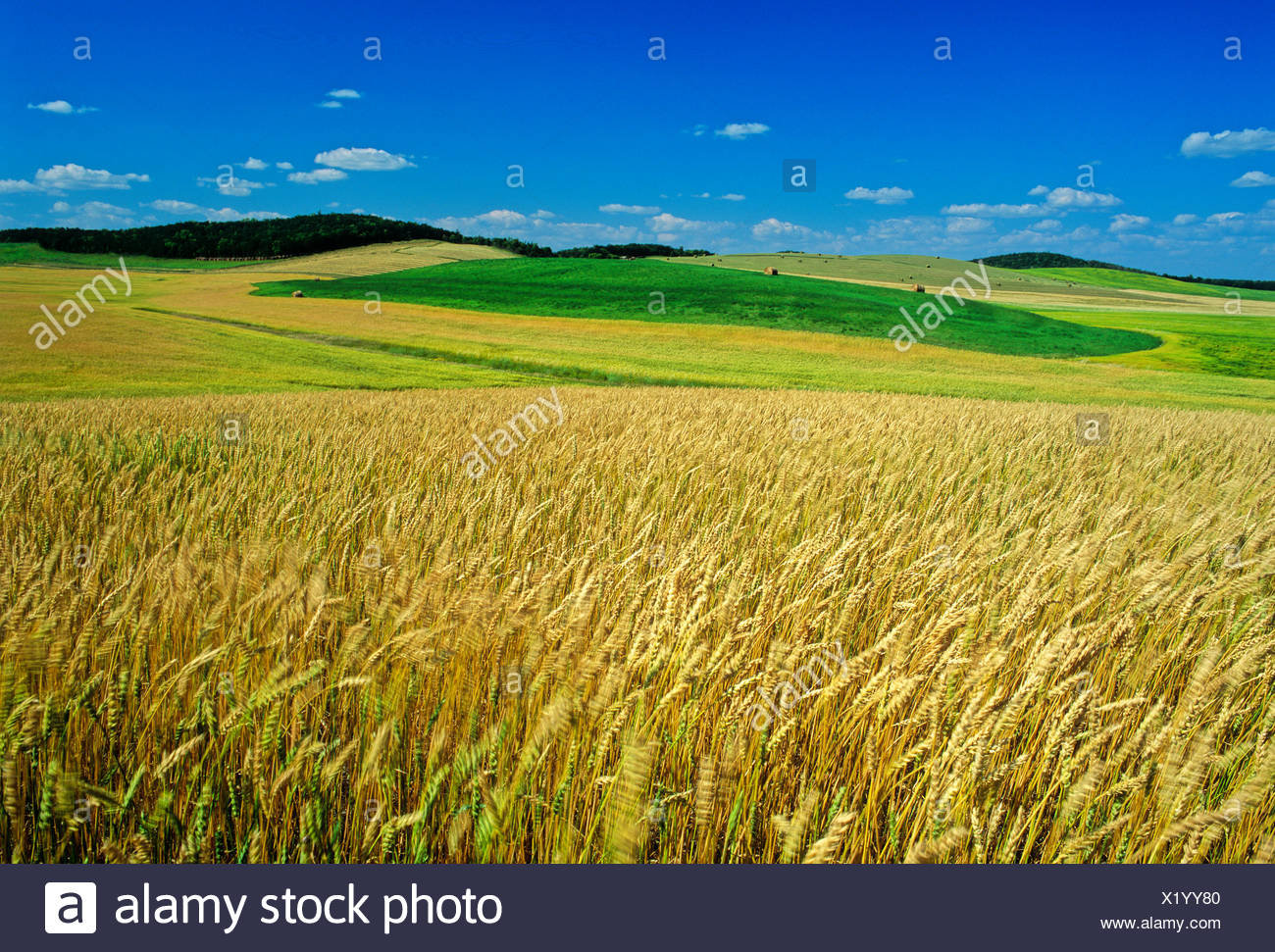 Clouds And Wheat Fields High Resolution Stock Photography and Images ...