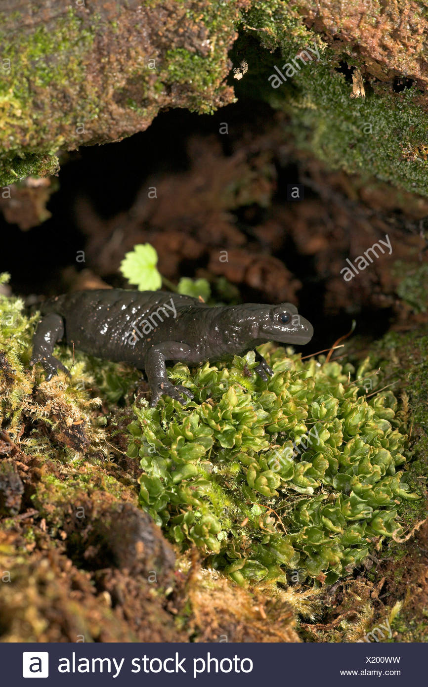 Dead Salamanders High Resolution Stock Photography and Images - Alamy