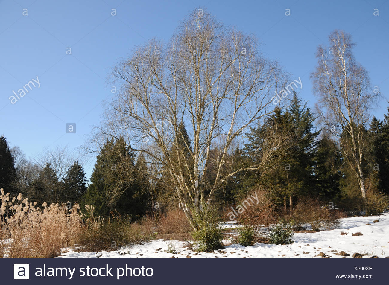 Himalayan Birch Tree Stock Photos & Himalayan Birch Tree Stock Images ...