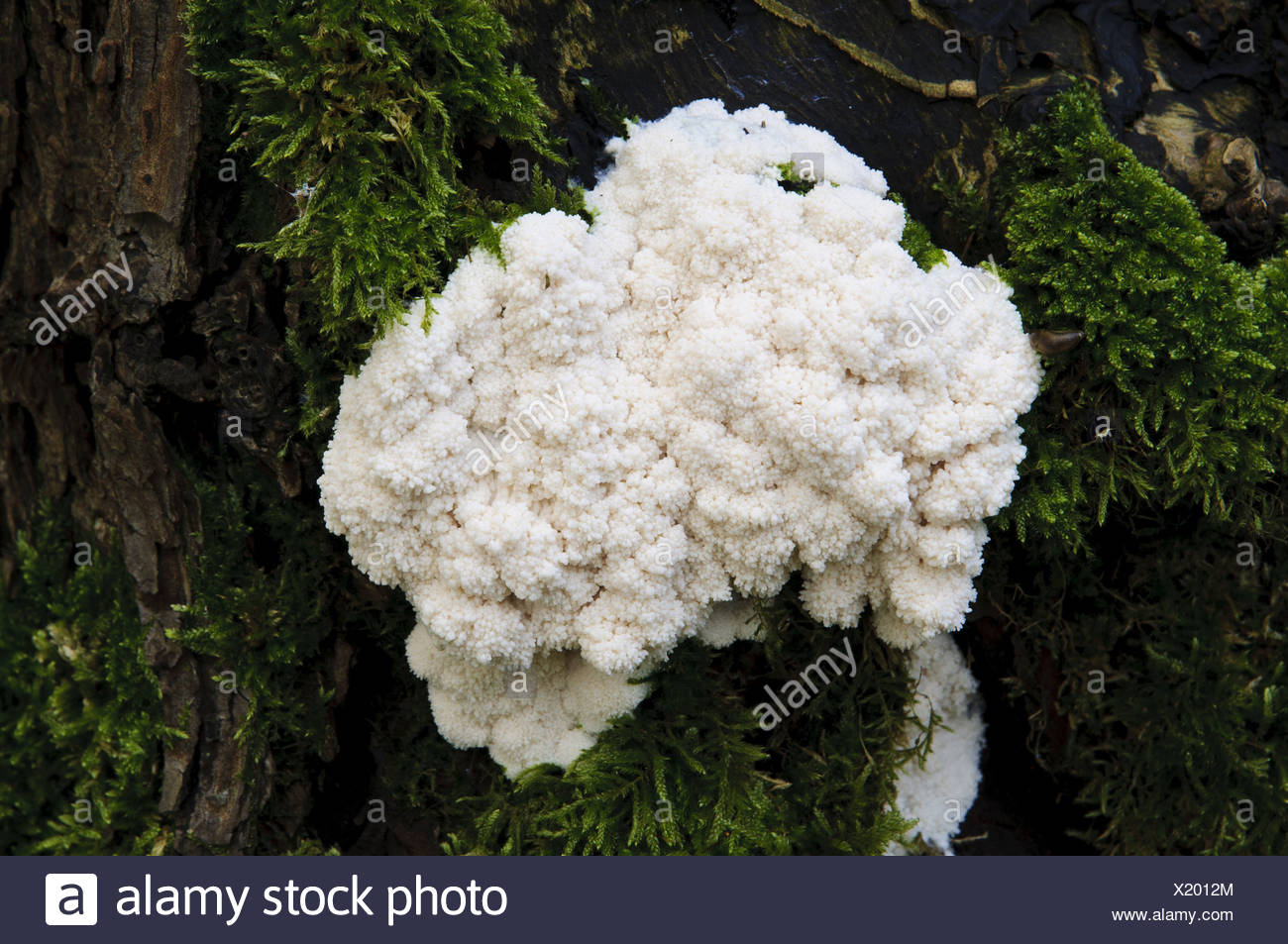 Slimemoulds High Resolution Stock Photography and Images - Alamy