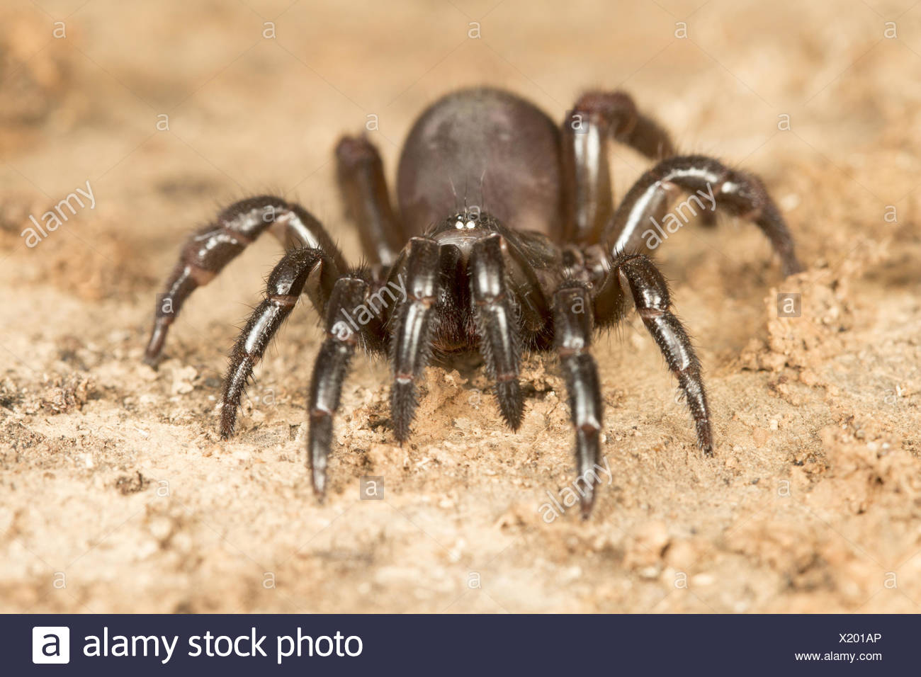 Trapdoor Spider Of Asia High Resolution Stock Photography and Images ...