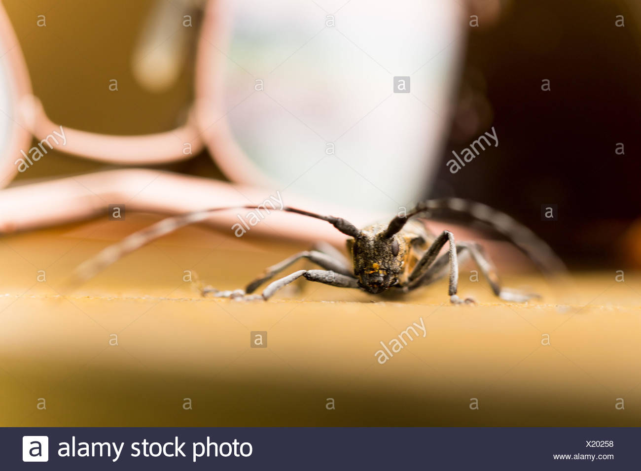 Timberman Beetle High Resolution Stock Photography and Images - Alamy