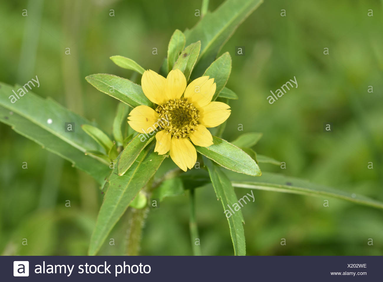 Nodding Flower Head Stock Photos & Nodding Flower Head Stock Images - Alamy