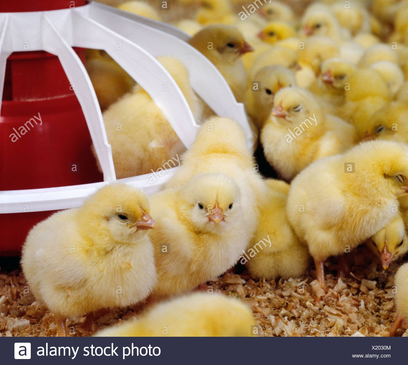 Hubbard Chicken High Resolution Stock Photography and Images - Alamy