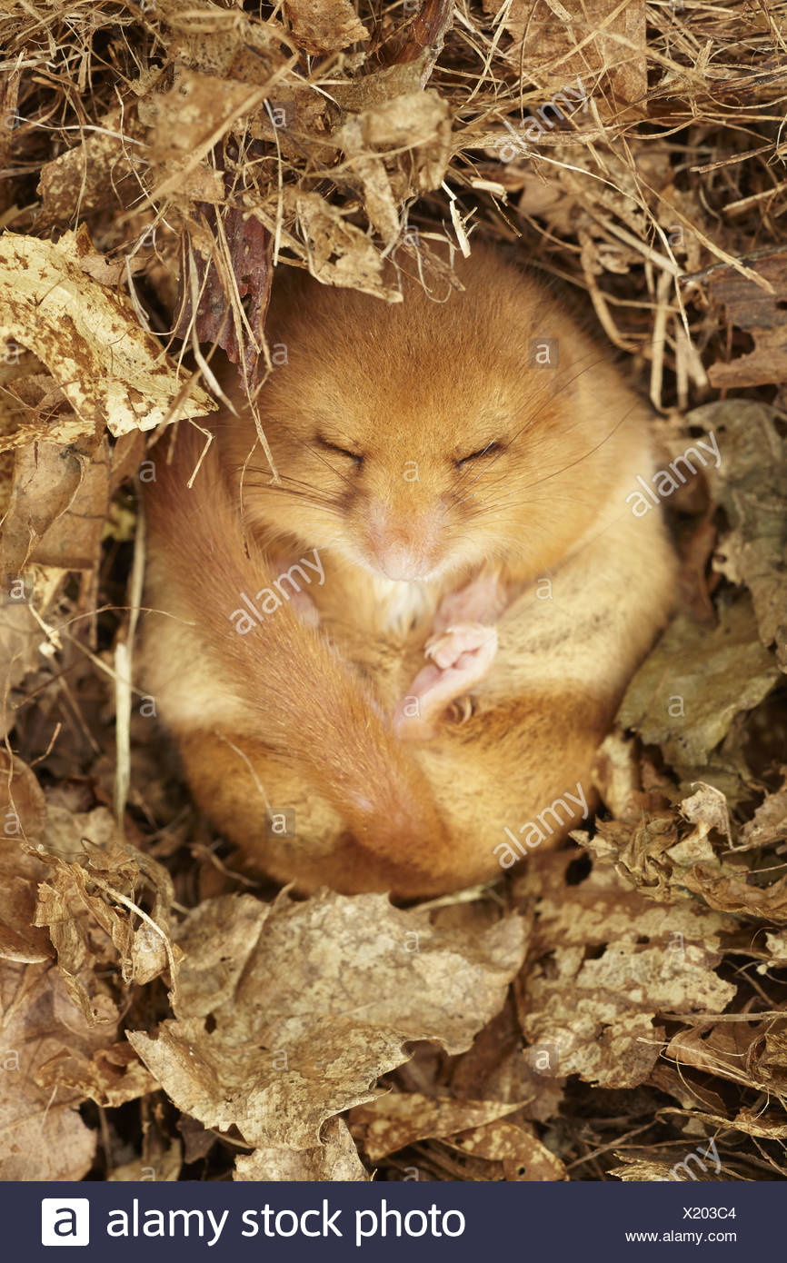 Hibernating Dormouse High Resolution Stock Photography and Images - Alamy
