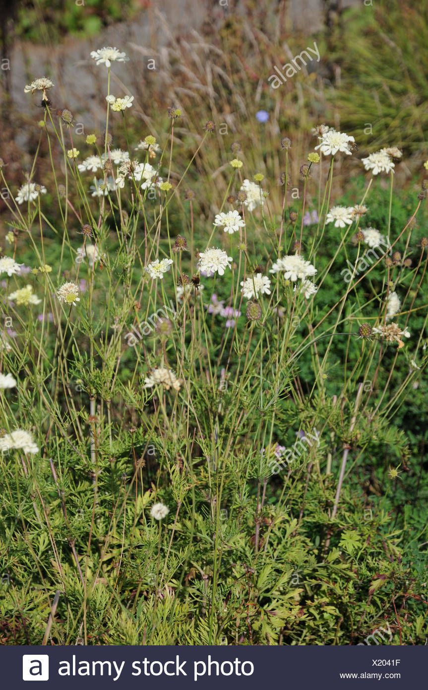 Skabiosen High Resolution Stock Photography and Images - Alamy