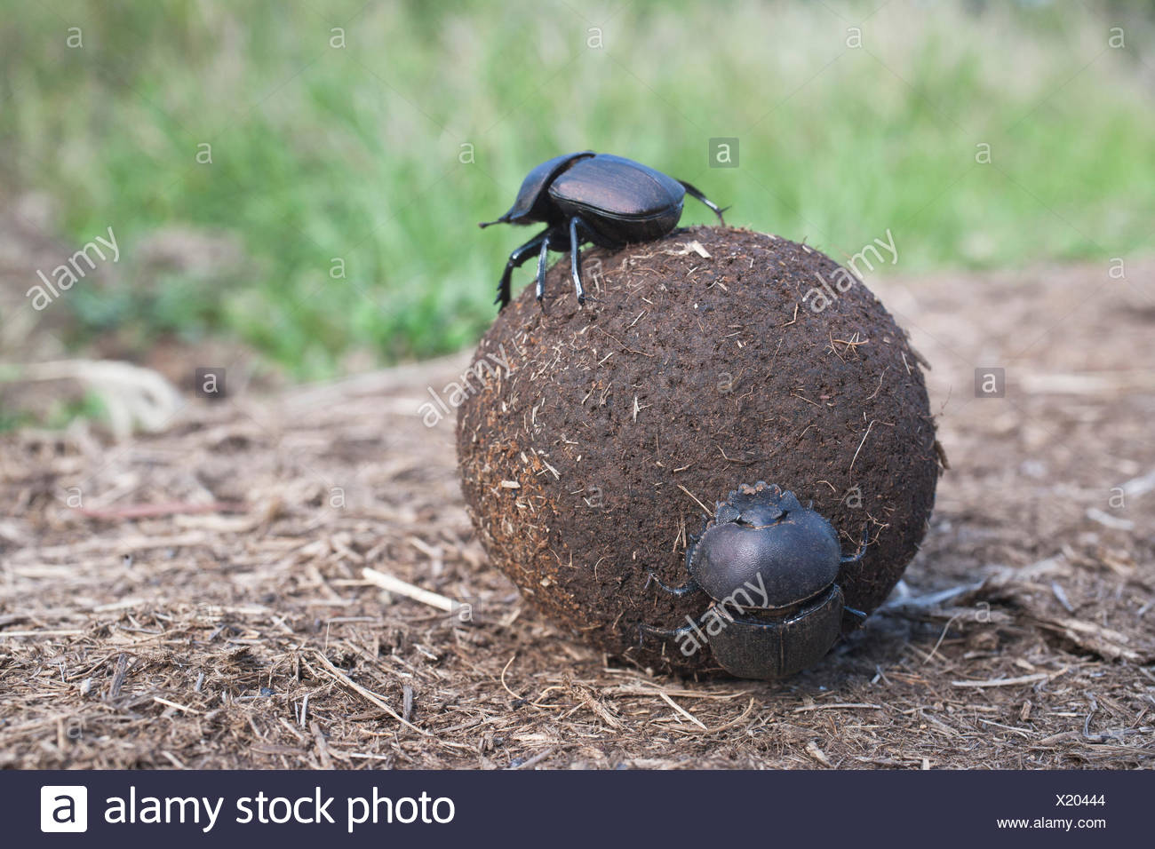 Dung Beetle Scarabaeus High Resolution Stock Photography and Images - Alamy