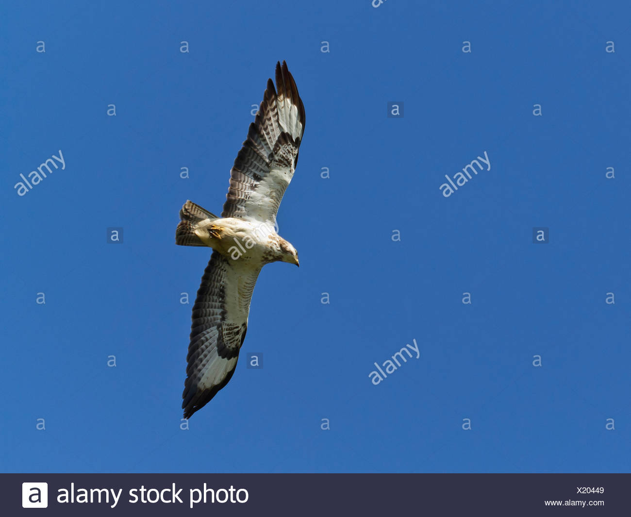 Buzzard In Flight High Resolution Stock Photography and Images - Alamy